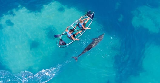 ¿Cómo es la relación de los delfines con los humanos?