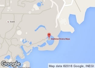 Best place to swim with dolphins in Mexico | Delphinus