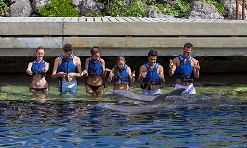 Swim with dolphins in Xel-Há and Xcaret | Interax for groups | Delphinus