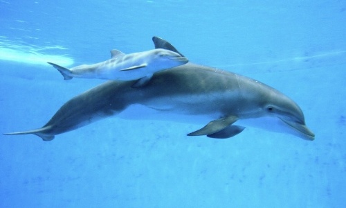 Why Dolphin Maternal Care Matters
