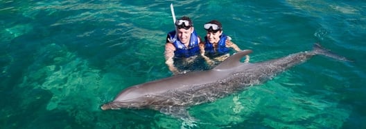 Los delfines y su relación con los humanos