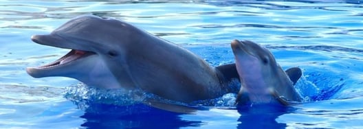 ¿Cómo es la relación de los delfines con los humanos?