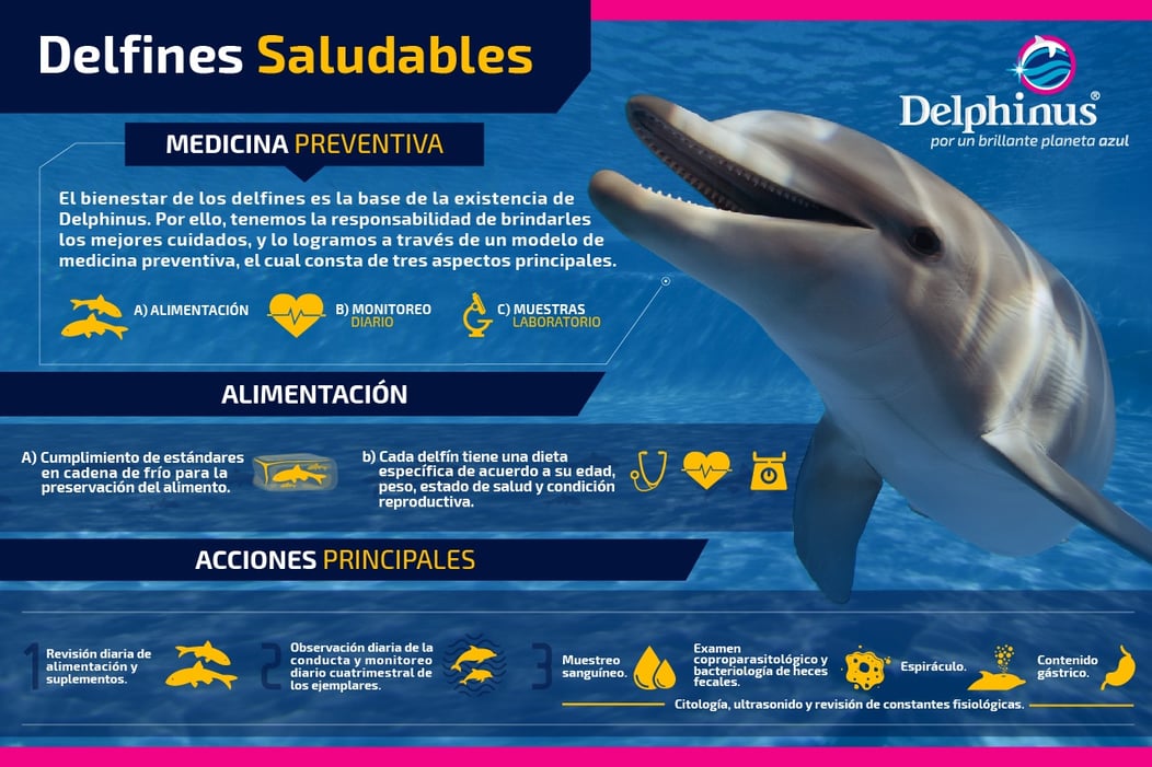 La importancia de nadar con delfines saludables