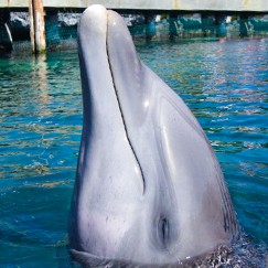 Swim with dolphins in Mexico | Up to 20% discounts | Delphinus