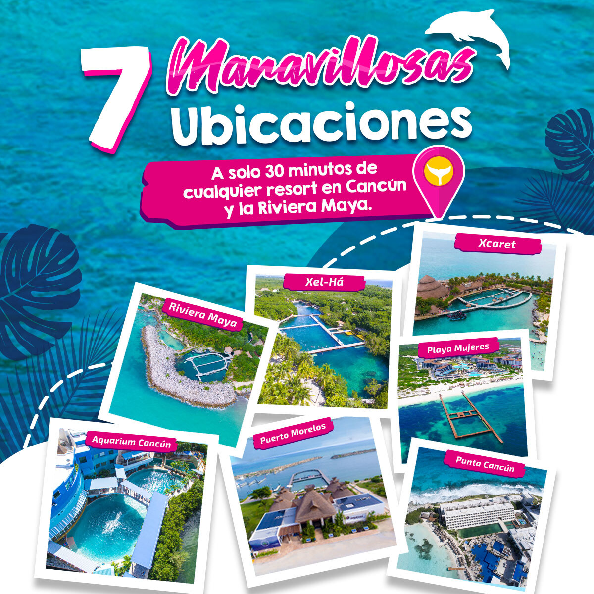 Nado con delfines en México | Delphinus