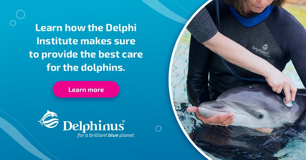 Dolphin Diagnosis Clinic | Delphinus