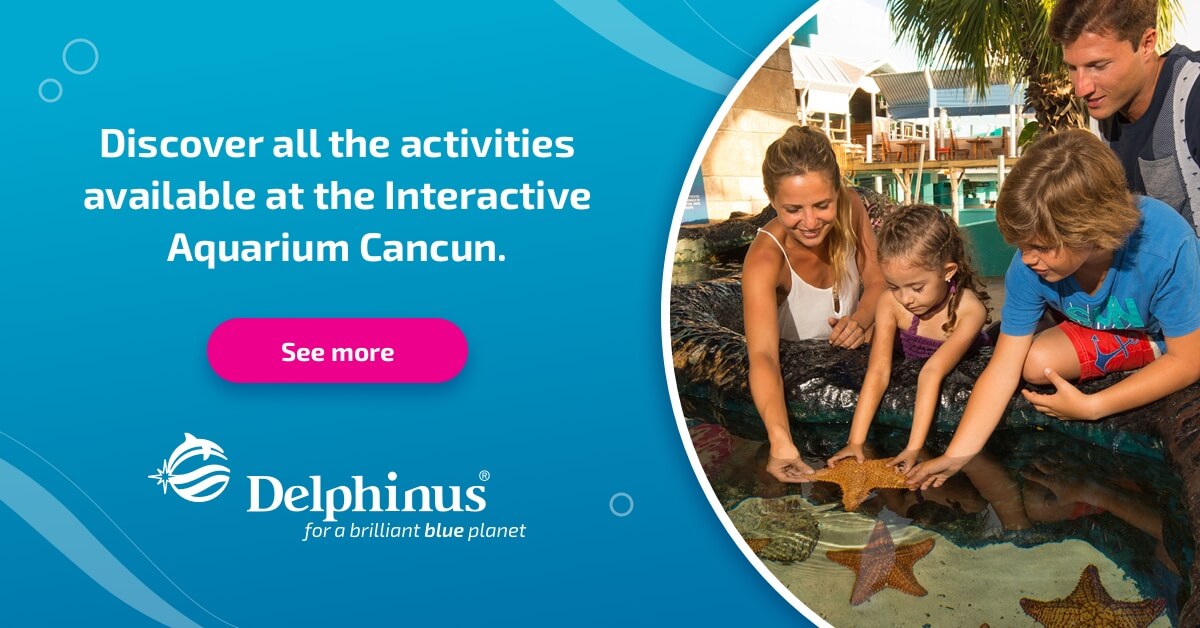 Swimming with dolphins in Cancun | Delphinus