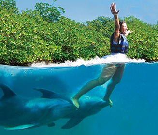 Nado con delfines en Cancún: precios y paquetes